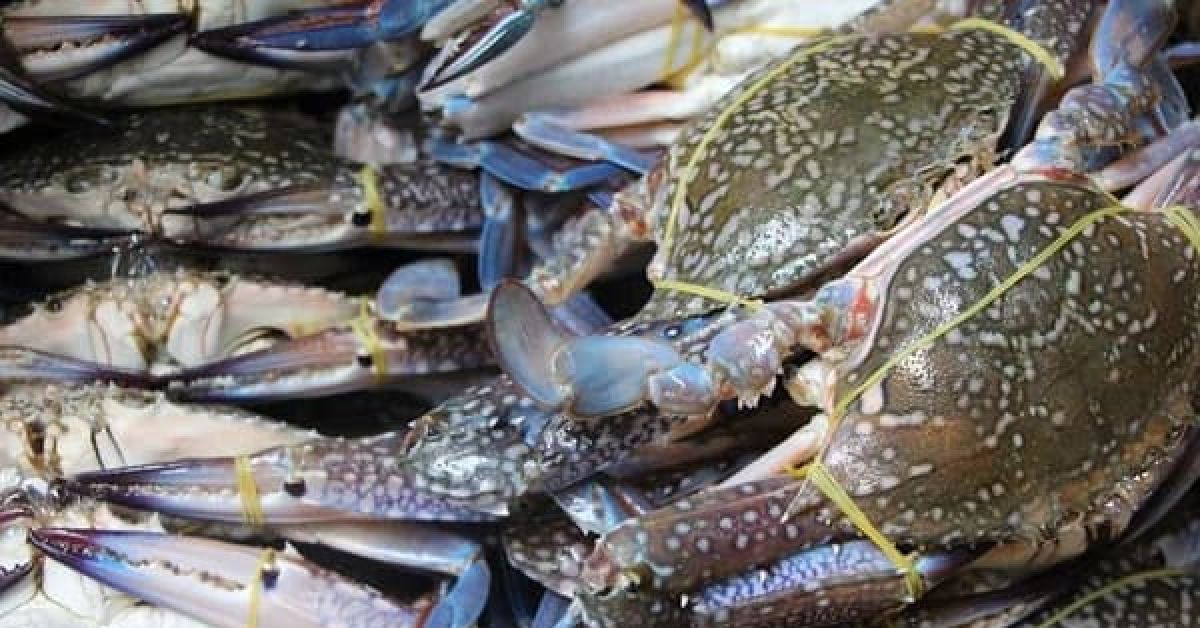 Phân biệt các loại ghẹ biển và mẹo chọn ghẹ chất lượng nhất | Bản Tin ...